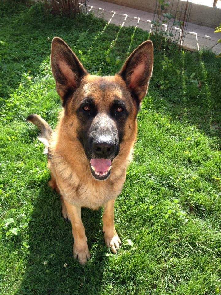 Suplimentele pentru articulații SciPet pentru câini -Pentru un patruped ...